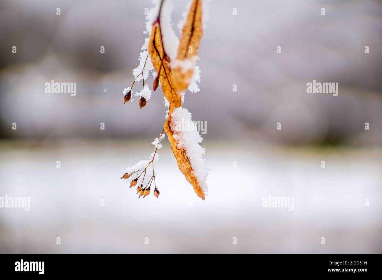 a branch with frozen brown autumn leaves in the forest Stock Photo - Alamy