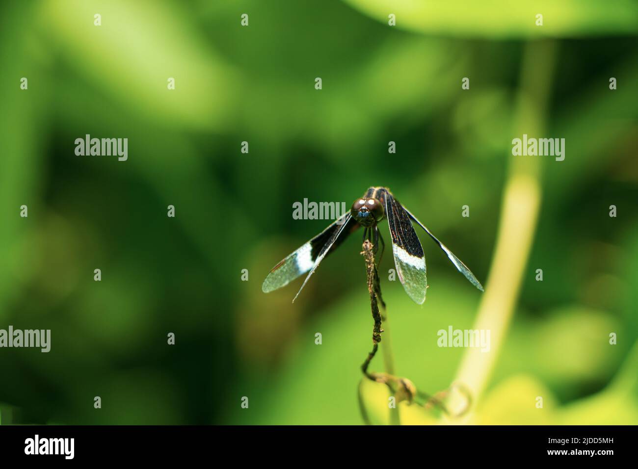 Wonderofasia hi-res stock photography and images - Alamy