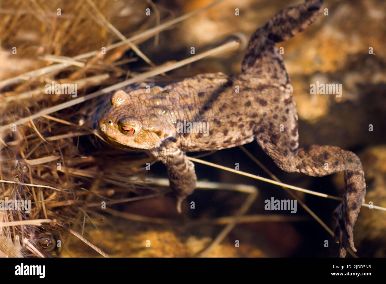 Bufo bufo - Common toad Stock Photo - Alamy