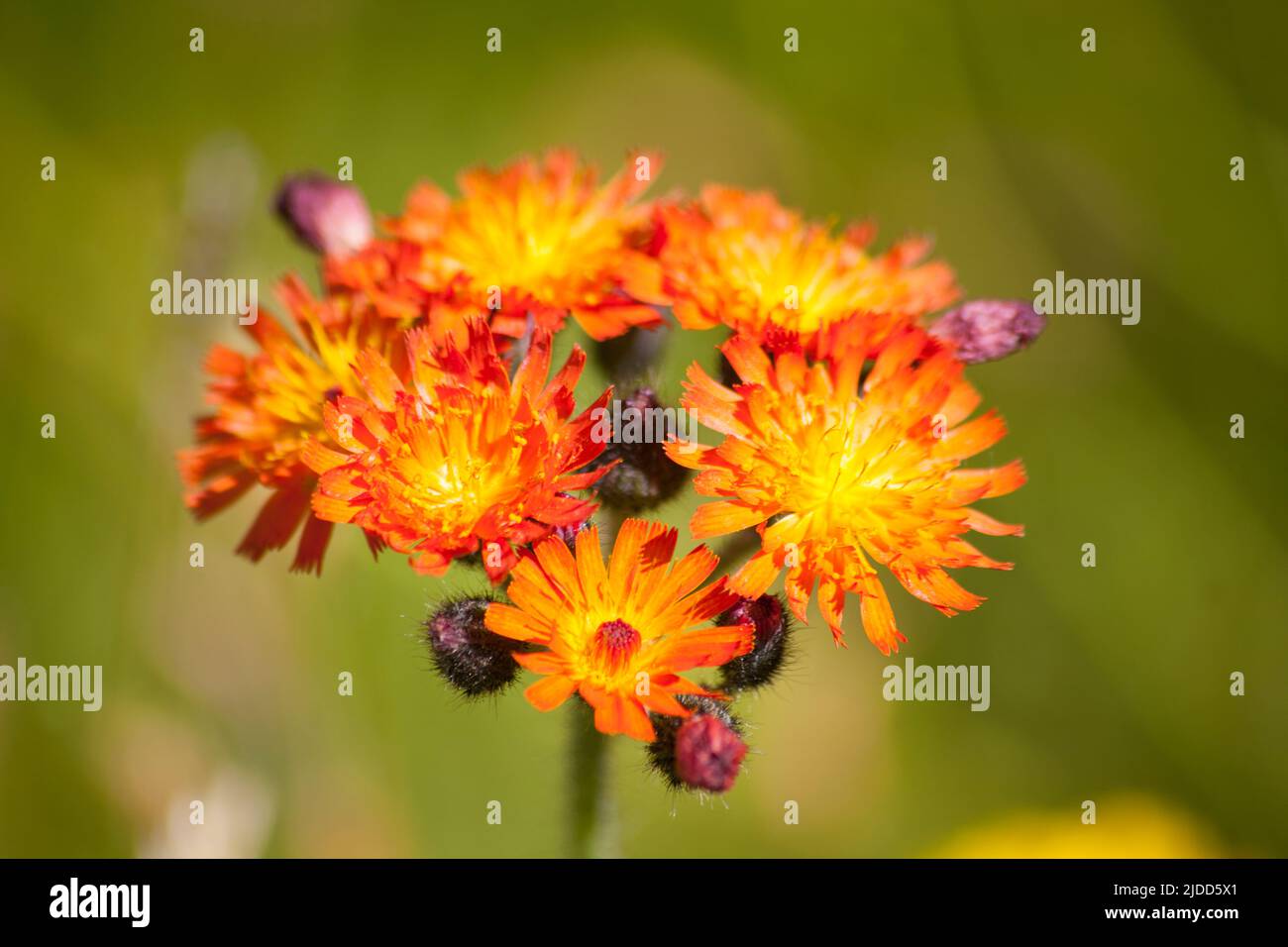 Fox and cubs wildflower hi-res stock photography and images - Alamy