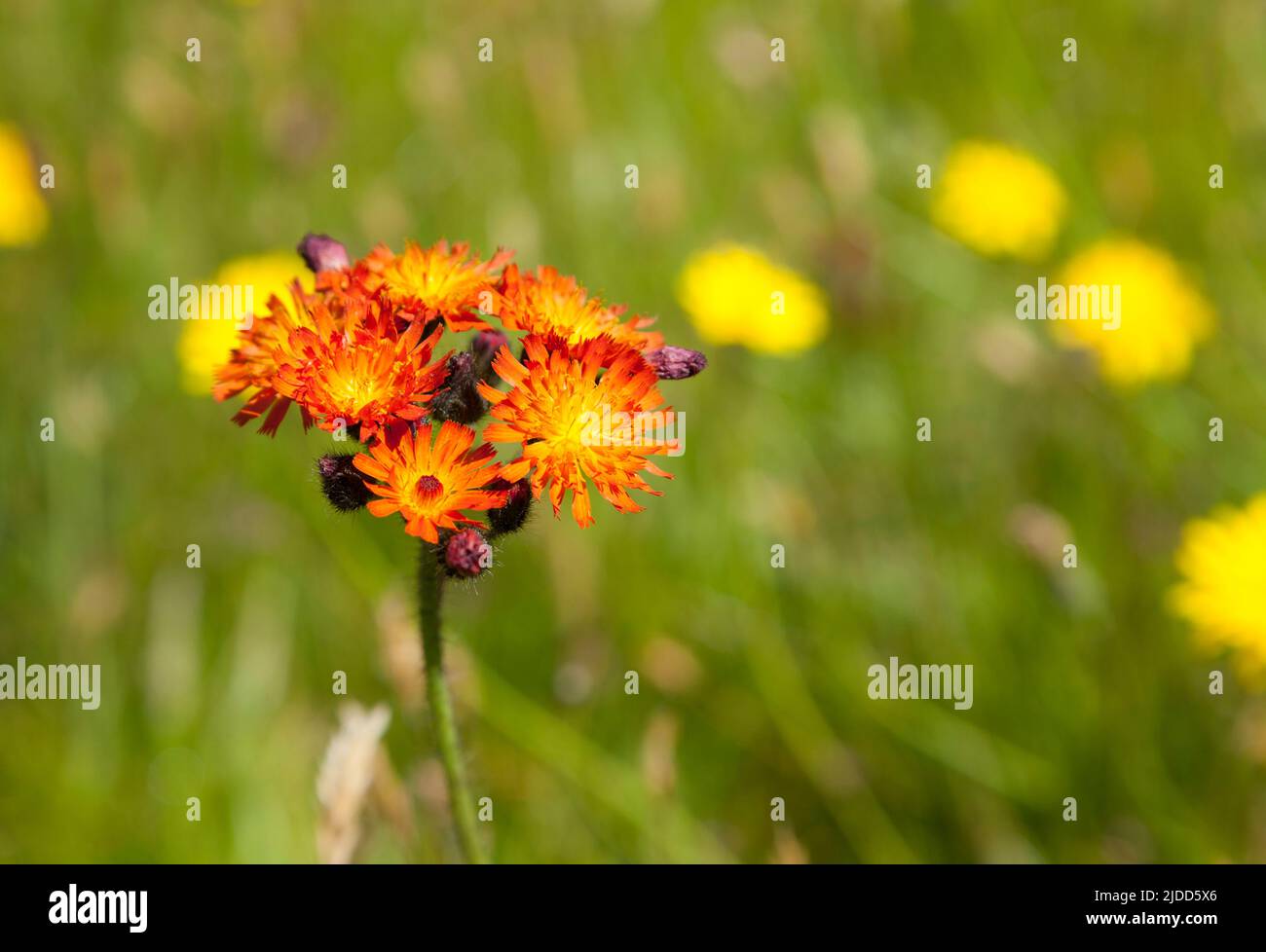 Orange wild flowers hi-res stock photography and images - Alamy