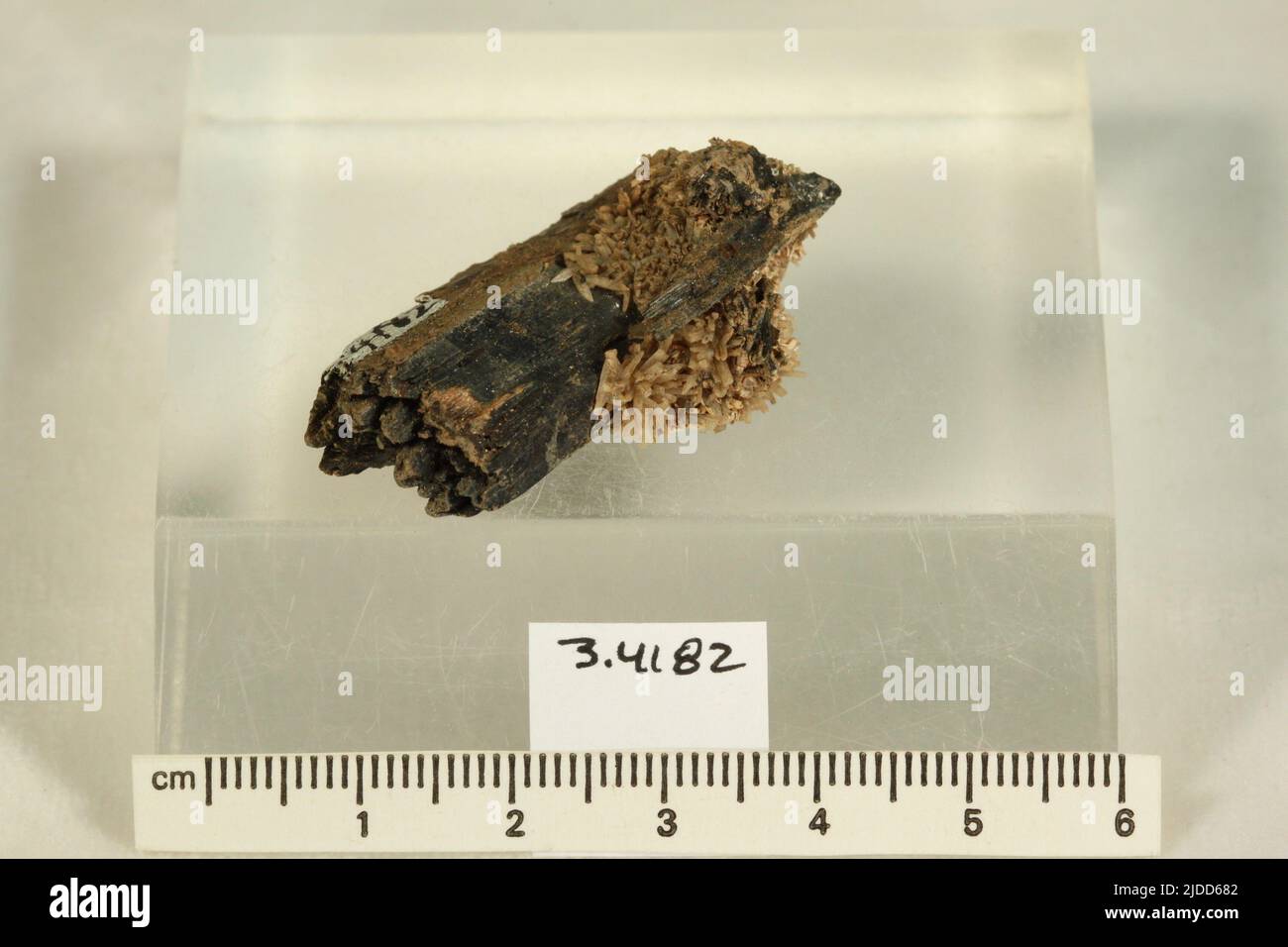 Parisite hi-res stock photography and images - Alamy