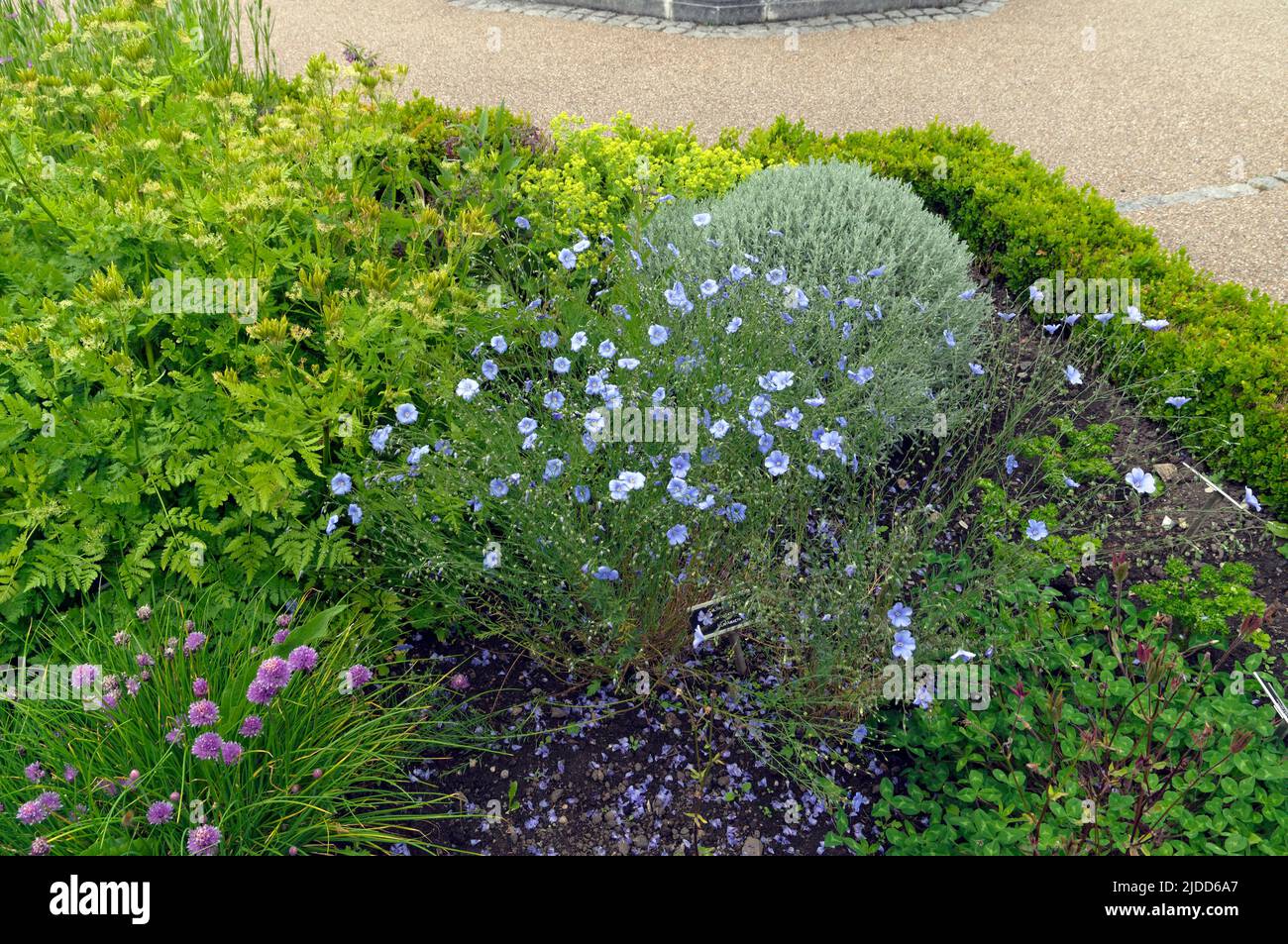 Flax - Linum usitatissimum - Llin amaeth - Award winning Physic Garden ...