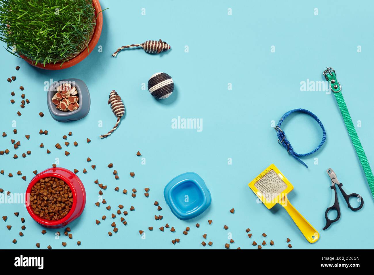 Flat lay composition with accessories for a cat on a blue background ...