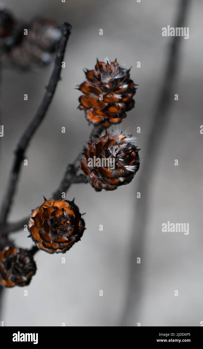 Australian native seed pod hi-res stock photography and images - Alamy