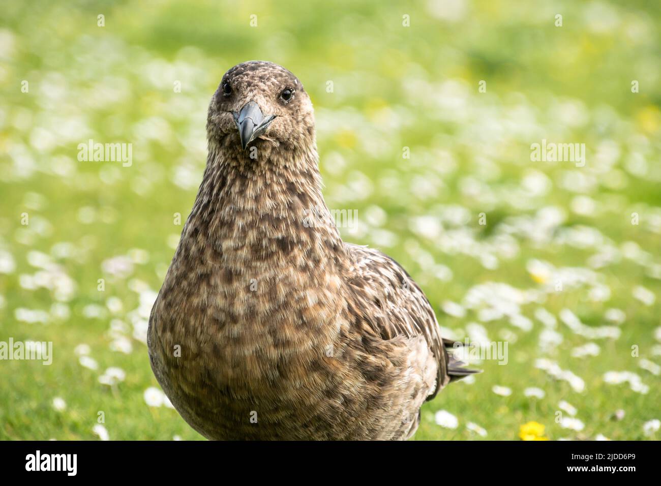 A great skua standing and staring at the camera on a lawn covered in ...