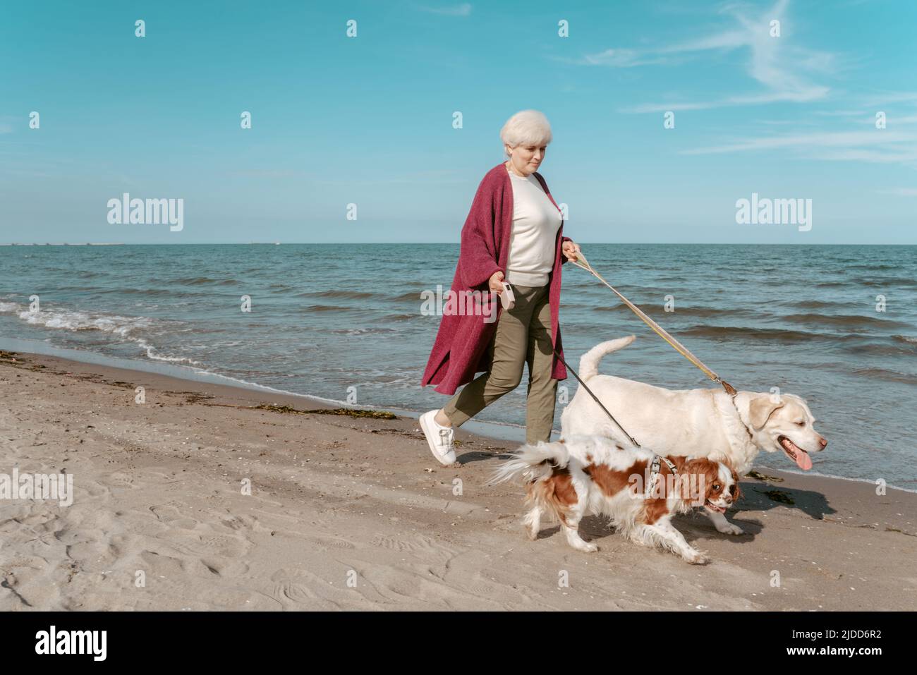 Female strolling with her cute dogs outdoors Stock Photo - Alamy