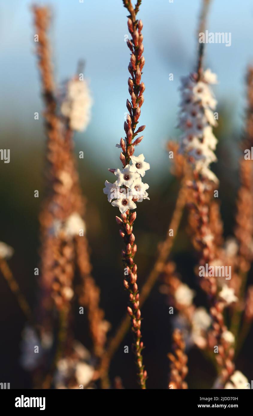 White flowers and buds of the Australian native Coast Coral Heath ...