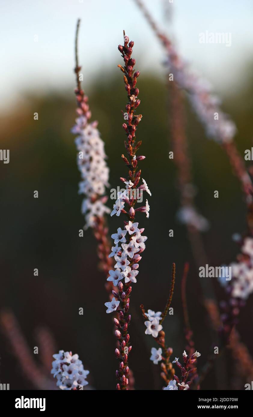 White flowers and buds of the Australian native Coast Coral Heath ...