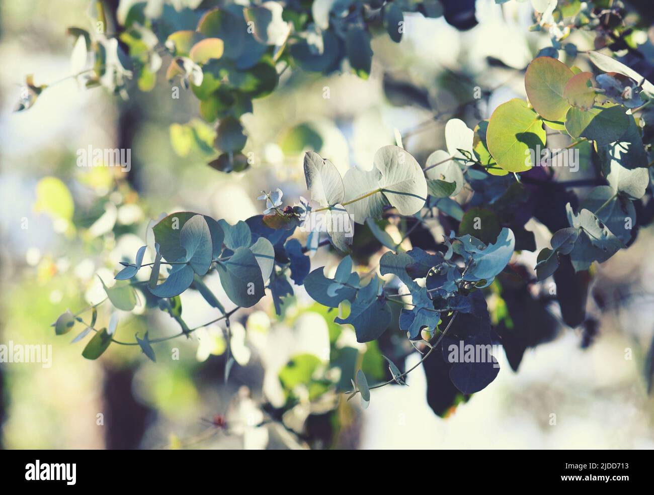 Australian flora background of sunlit ovate leaves of the Australian ...