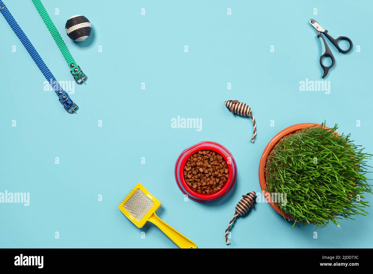 Flat lay composition with accessories for a cat on a blue background ...