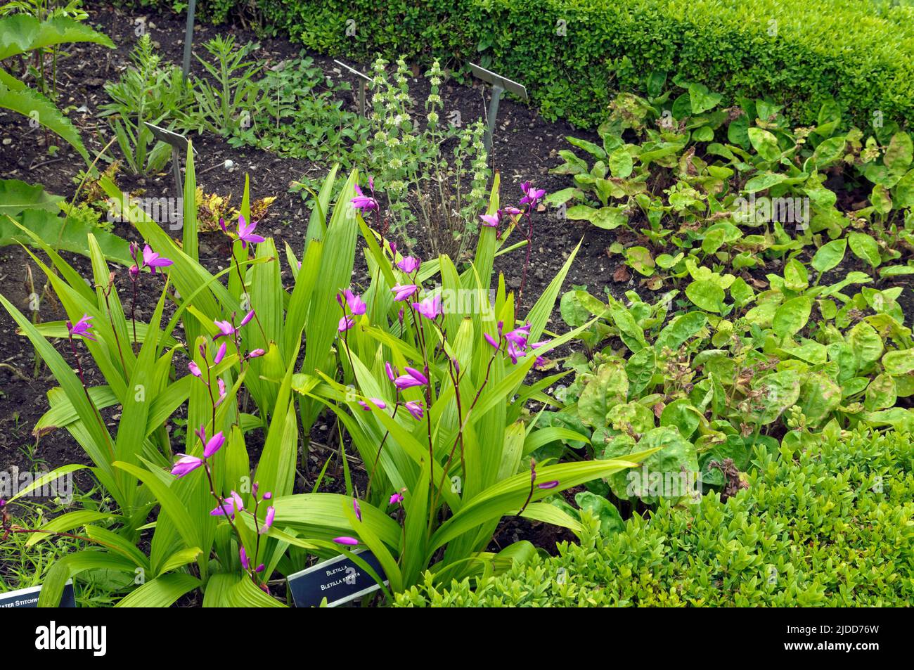 Urn Orchid - Bletilla striata - Award winning Physic Garden, Cowbridge ...