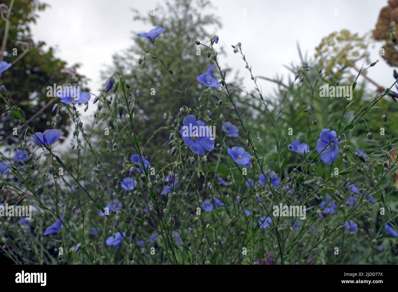 Llin amaeth hi-res stock photography and images - Alamy