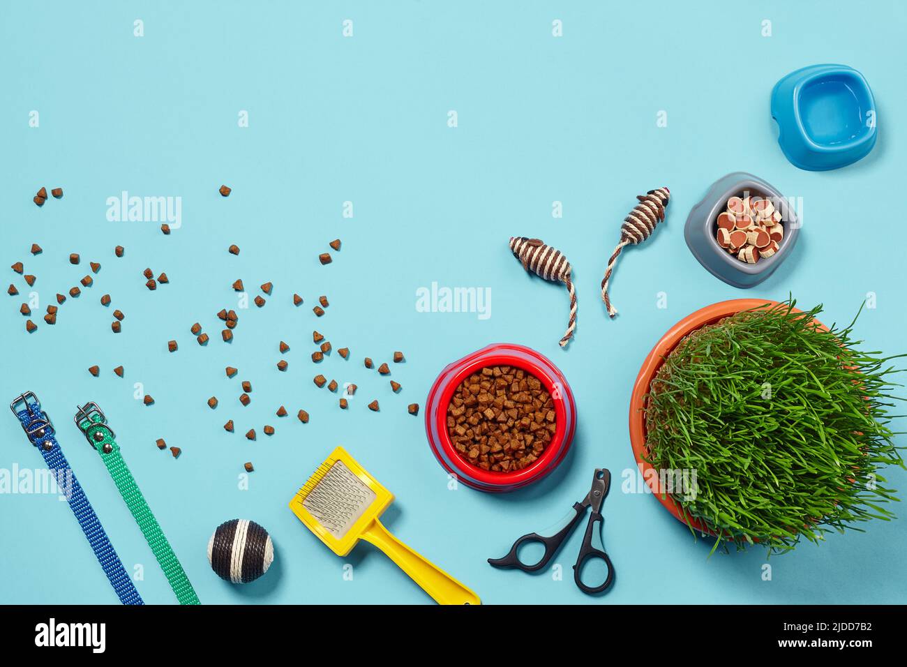 Flat lay composition with accessories for a cat on a blue background ...