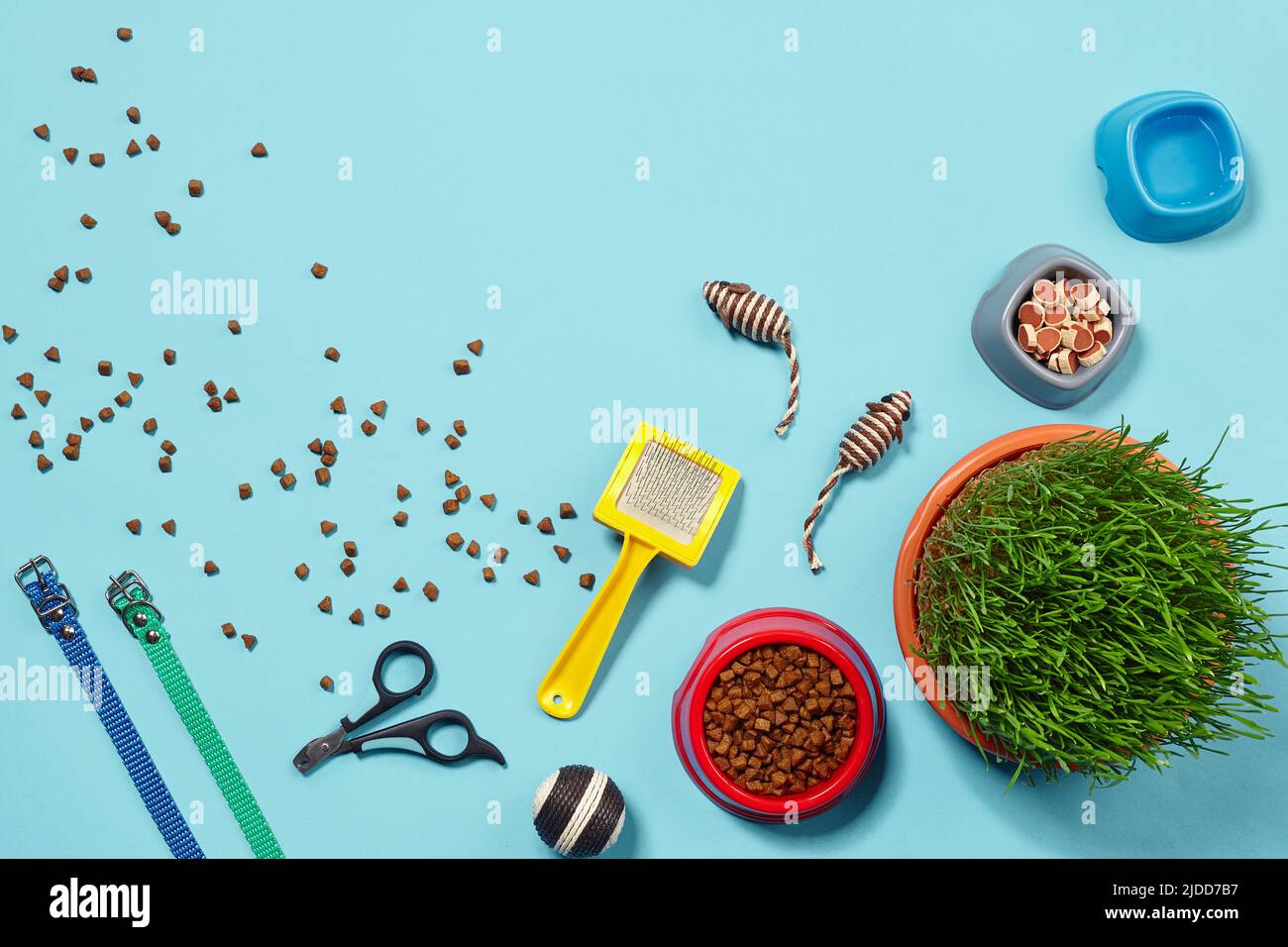 Flat lay composition with accessories for a cat on a blue background ...