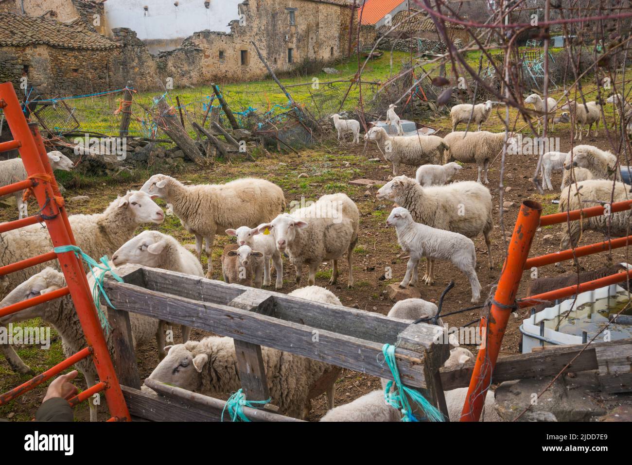 Animales de granja ovejas hi-res stock photography and images - Alamy