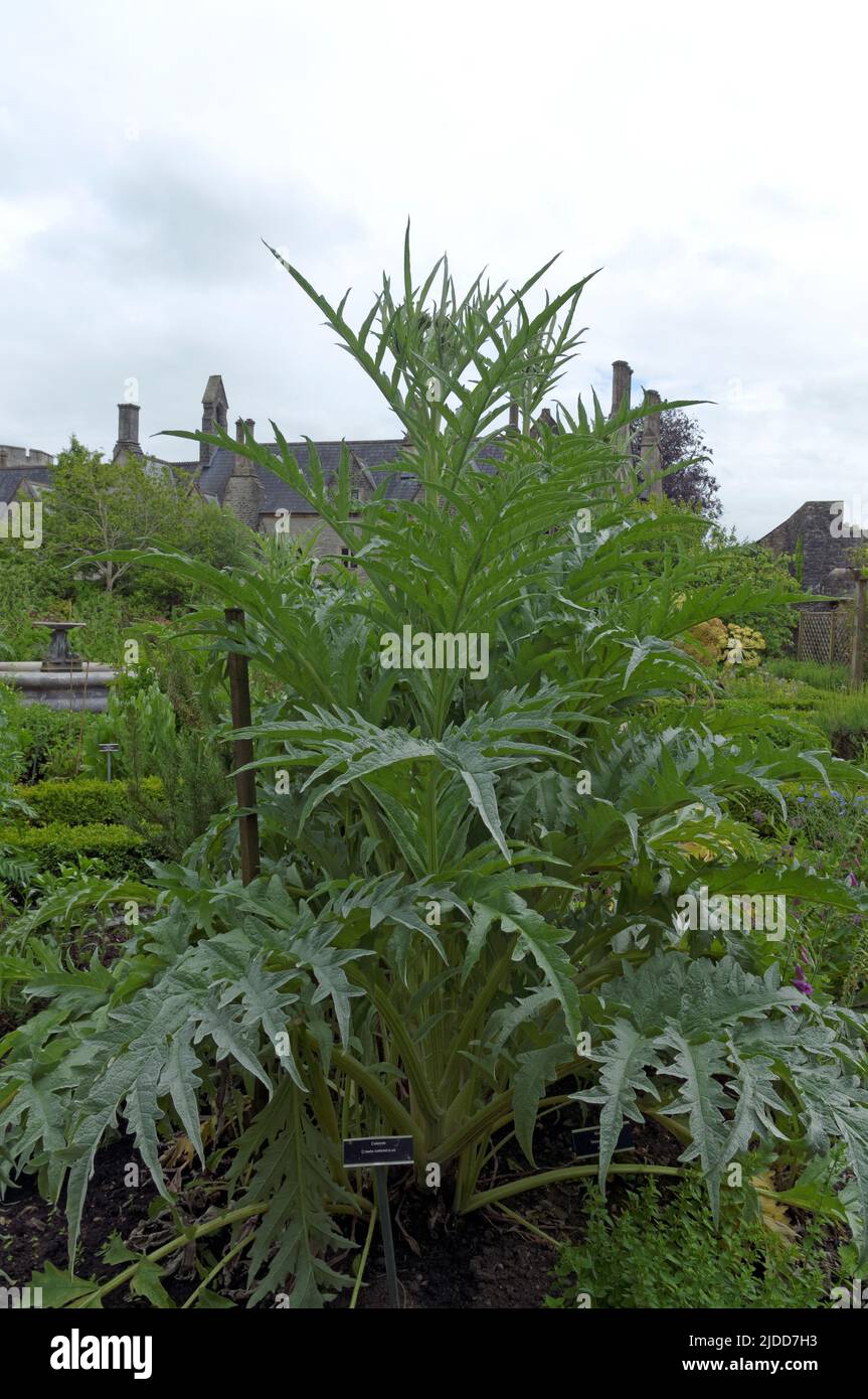 Cynaracarduncuus hi-res stock photography and images - Alamy