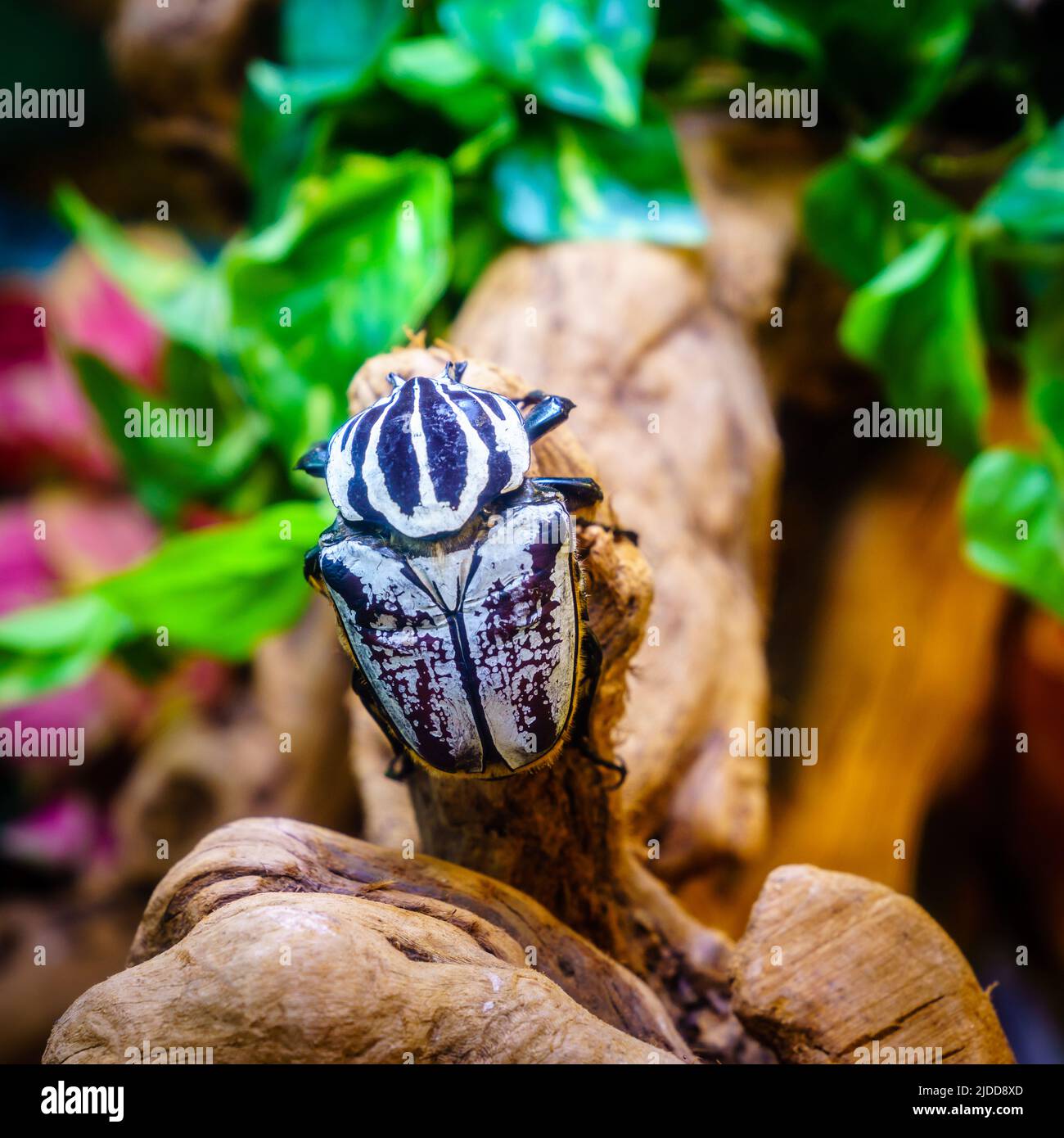 Goliath beetle hi-res stock photography and images - Alamy