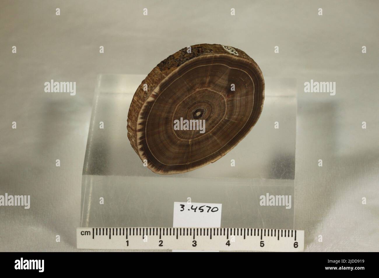 Extraction non mineral natural materials hi-res stock photography and ...