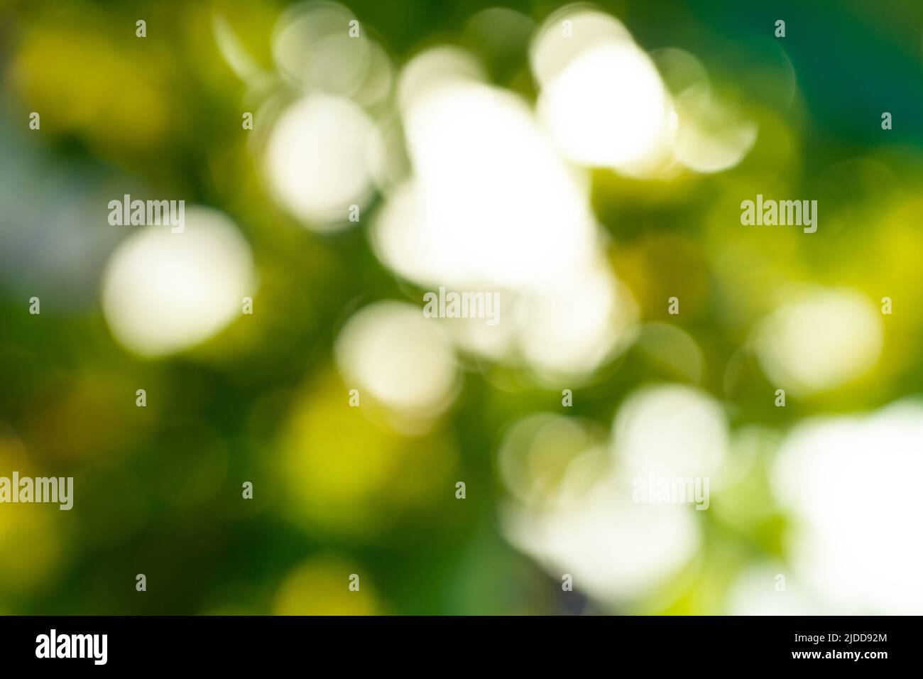 Leaves in the sun with an out of focus background hi-res stock ...