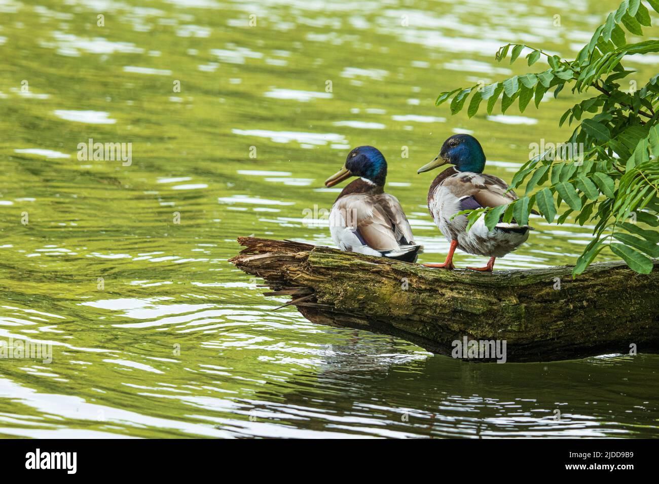 Two mallards drake sit on a tree trunk in the lake Stock Photo - Alamy