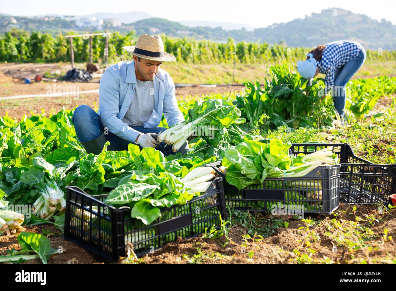 Farmer and his assistant harvesting ripe mangold on plantation Stock ...