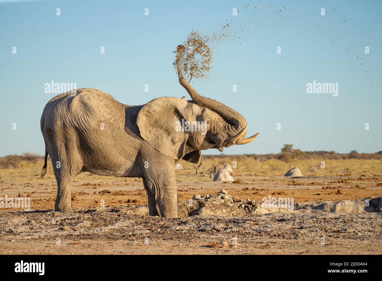 Elephant mud splashing hi-res stock photography and images - Alamy