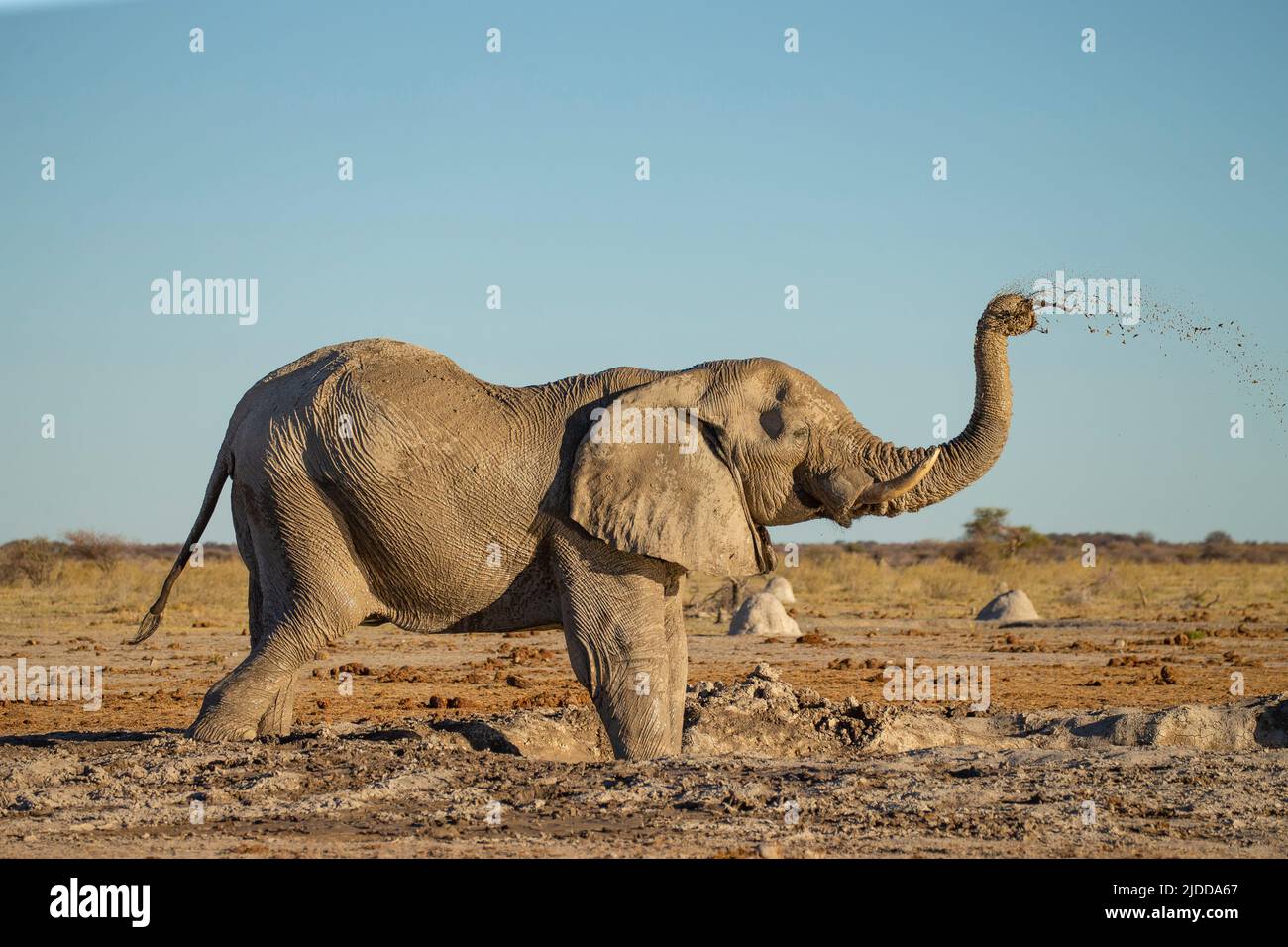 Mammals mud hi-res stock photography and images - Alamy
