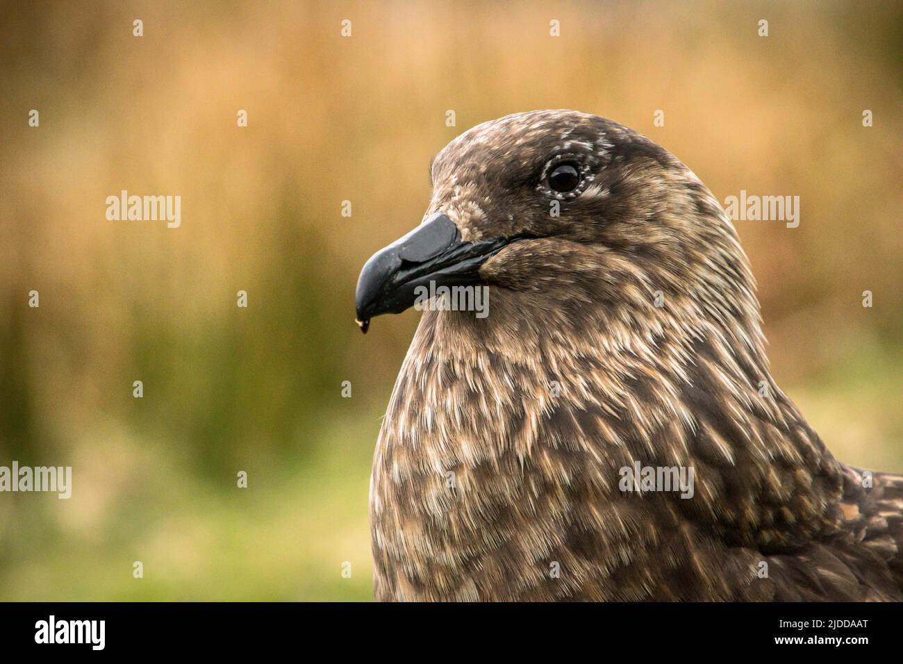 Uk great skua at sea summer hi-res stock photography and images - Alamy