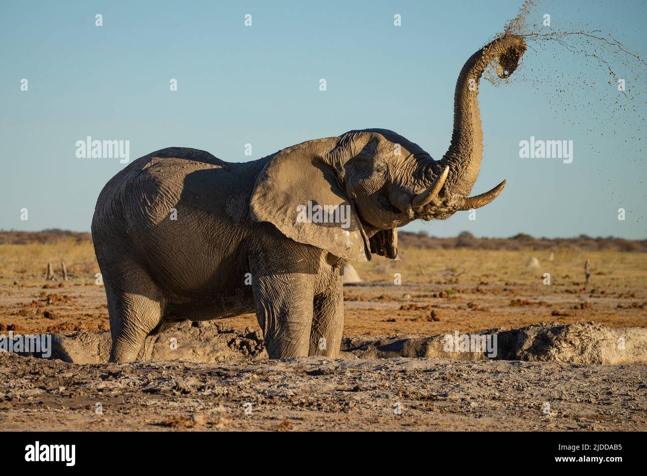 African Elephant (Loxodonta africana) at a waterhole tossing mud onto ...