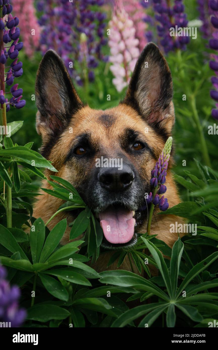German Shepherd poses in lupin flowers in field in summer. Portrait ...