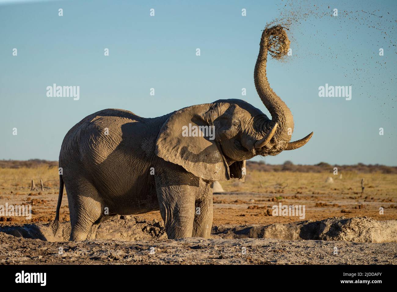 African Elephant (Loxodonta africana) at a waterhole tossing mud onto ...