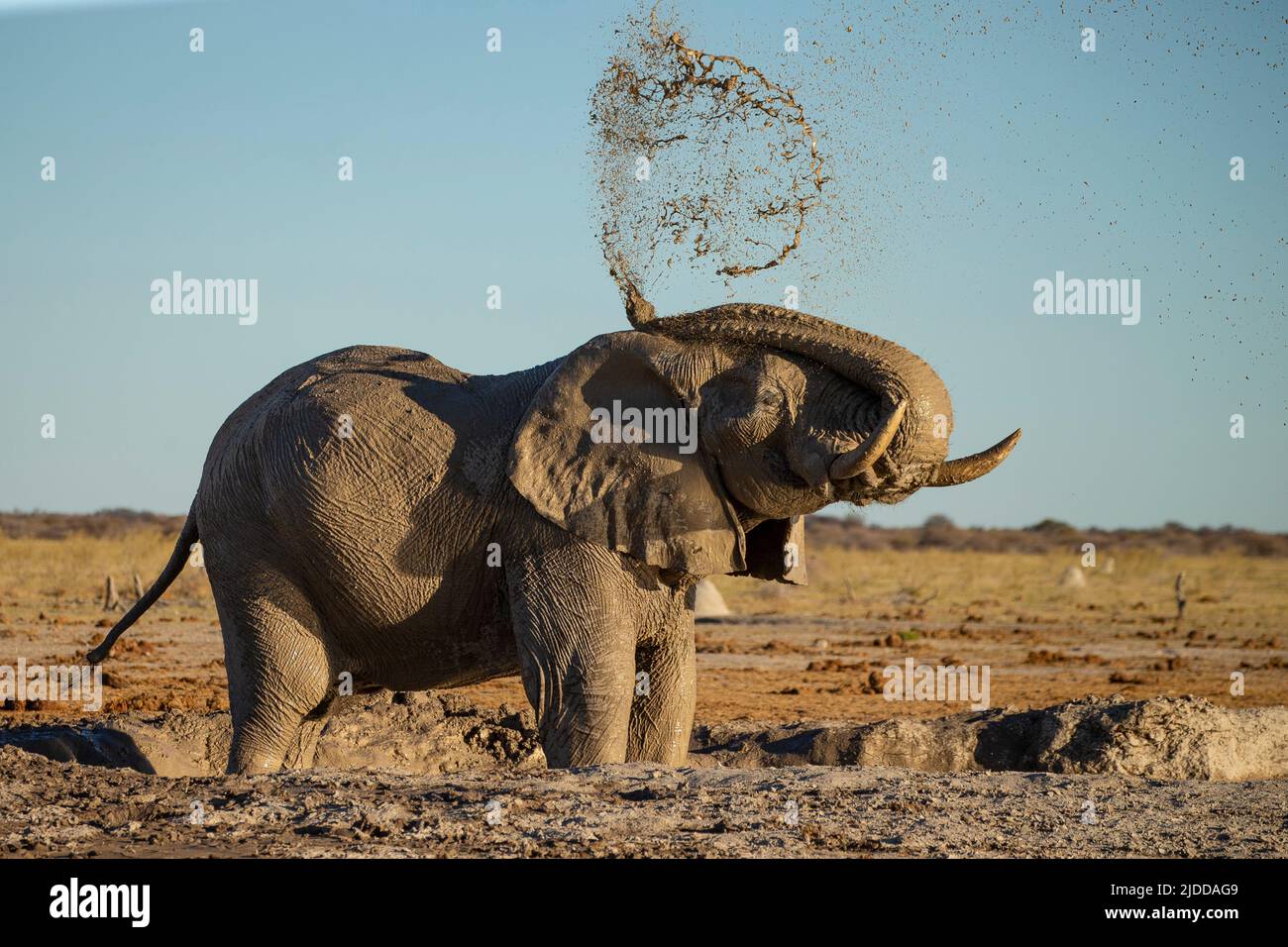 Elephant back spring hi-res stock photography and images - Alamy