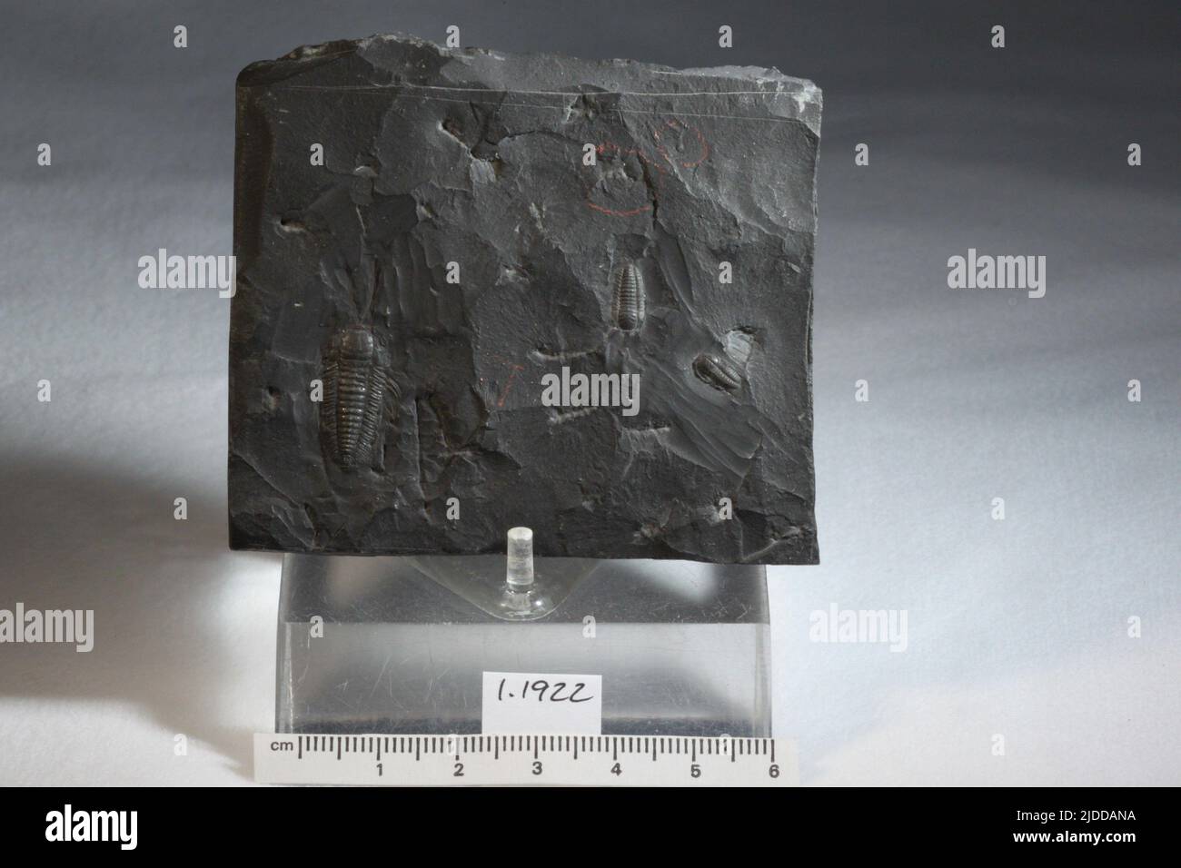 Pyrite. minerals. North America; USA; New York; Oneida County; Rome ...