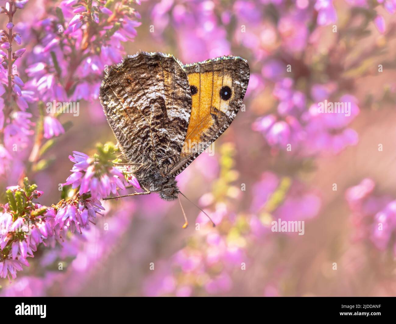 Rock grayling (Hipparchia semele) butterfly populations in Netherlands ...
