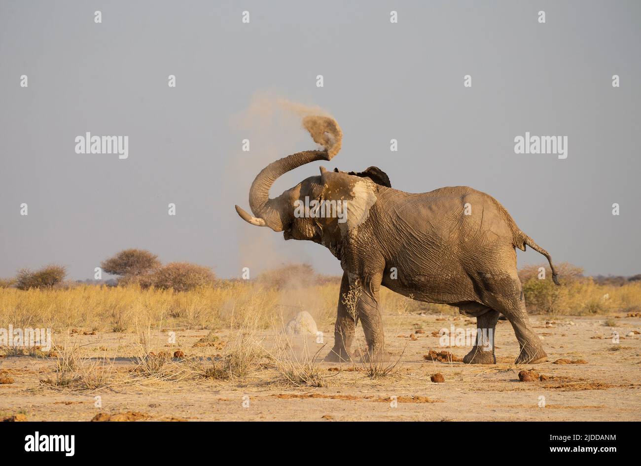 Elephant back view hi-res stock photography and images - Alamy