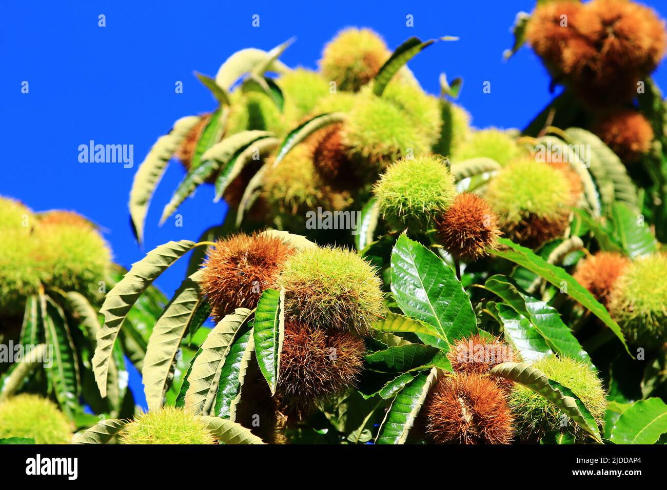 fresh full brown and yellow Chestnuts growing on the branches among the ...