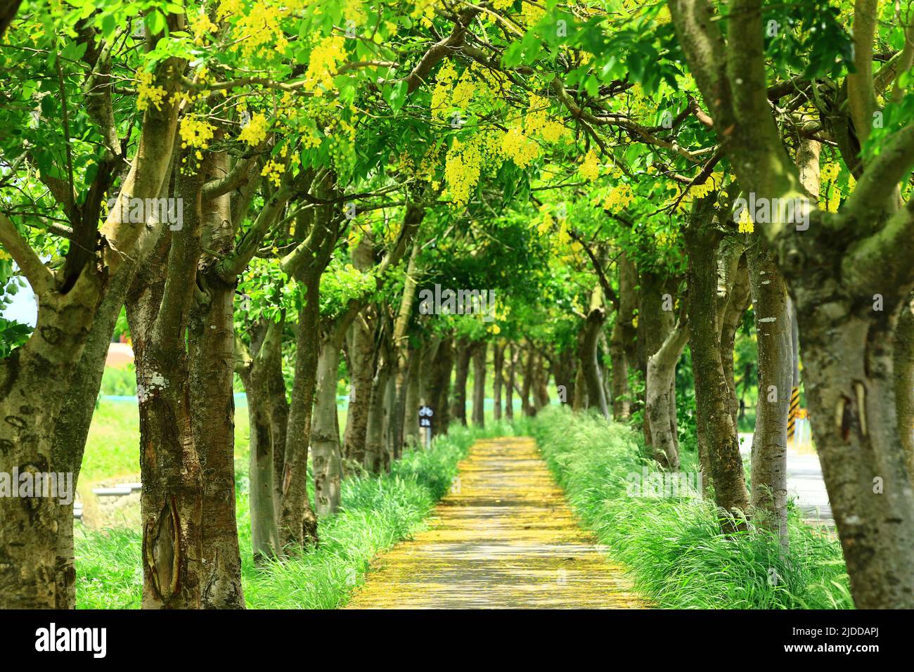 beautiful scenery of Golden Shower Trees(Golden Shower Senna,Indian Laburnum,Pudding Pipe Trees ...