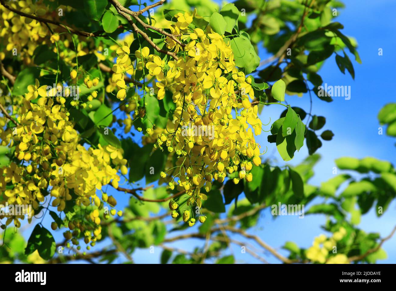 Indian senna plant hi-res stock photography and images - Alamy