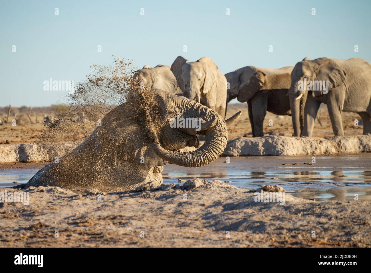 Bathing at a waterhole hi-res stock photography and images - Alamy