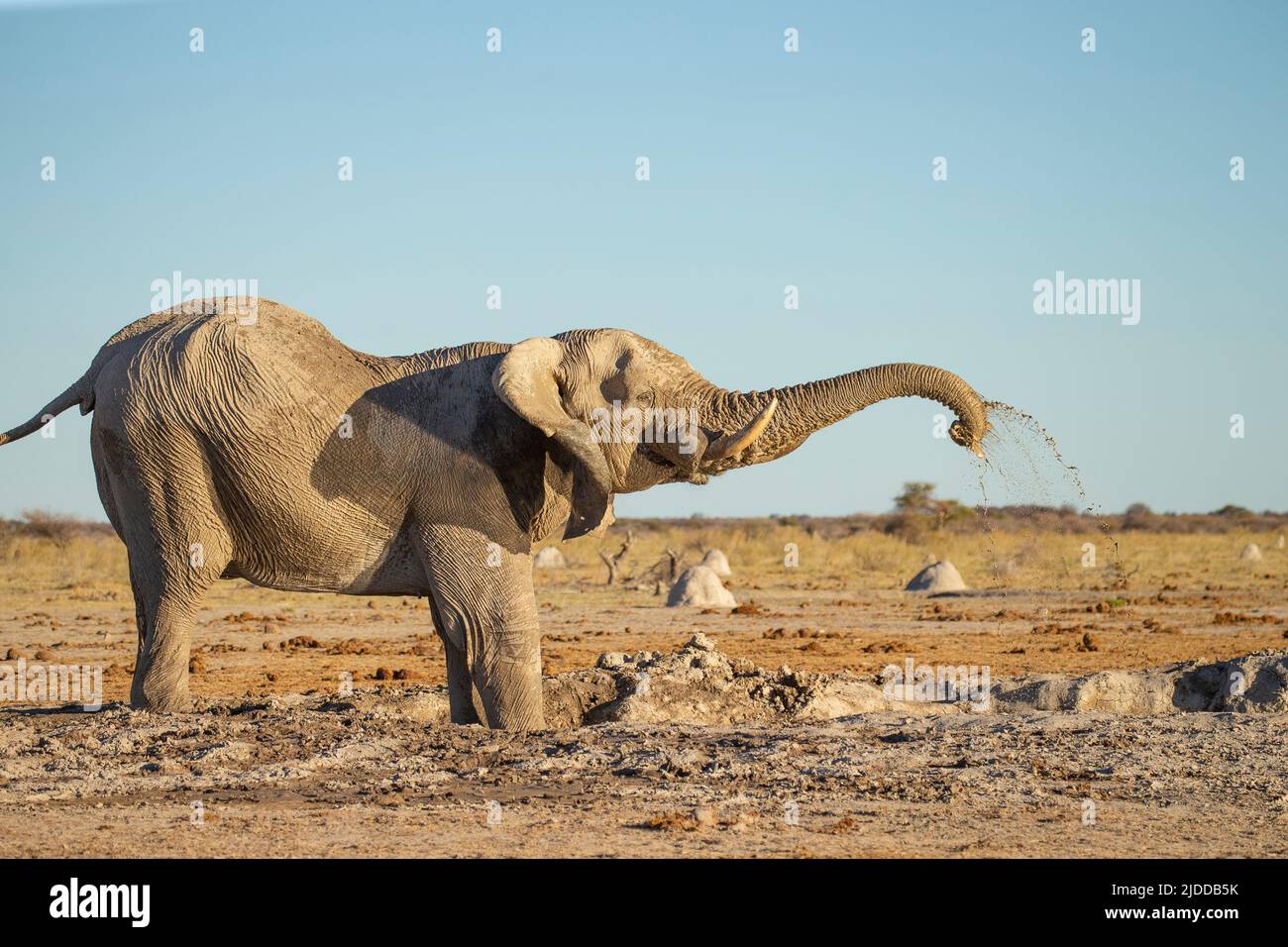 Elephant back spring hi-res stock photography and images - Alamy