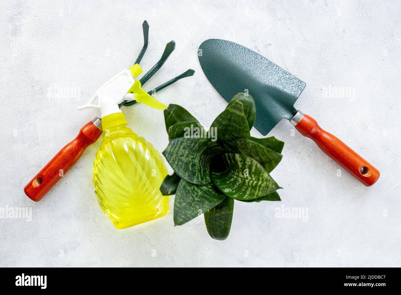 Indoor plants with garden accessories and tools. House gardening ...