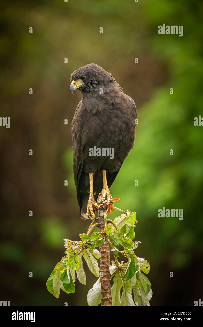 Majestic and colourfull bird in the nature habitat. Birds of northern ...