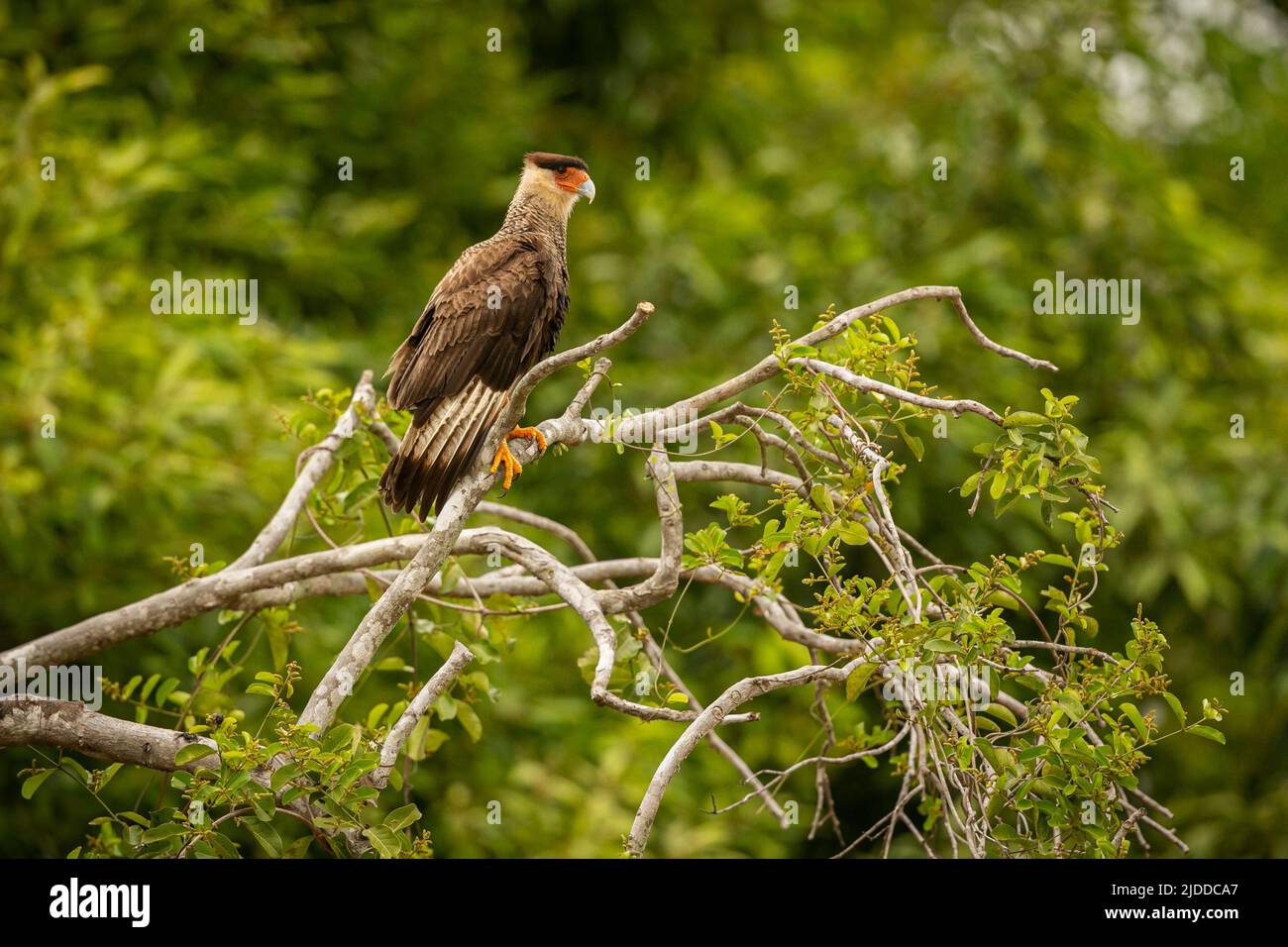Majestic and colourfull bird in the nature habitat. Birds of northern ...