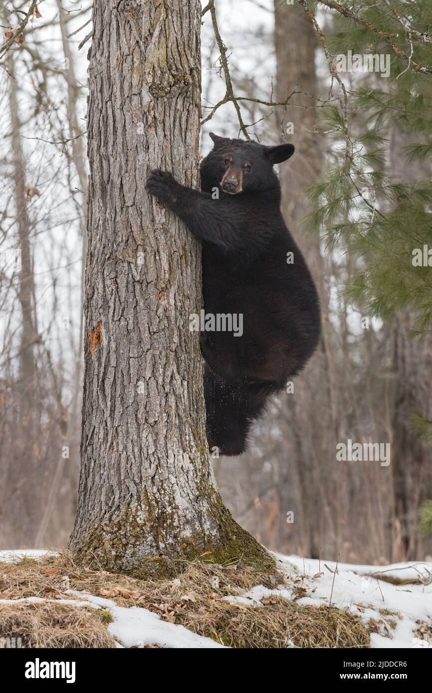 Black Bear (Ursus americanus) Back Paw Up While Climbing Tree Winter ...
