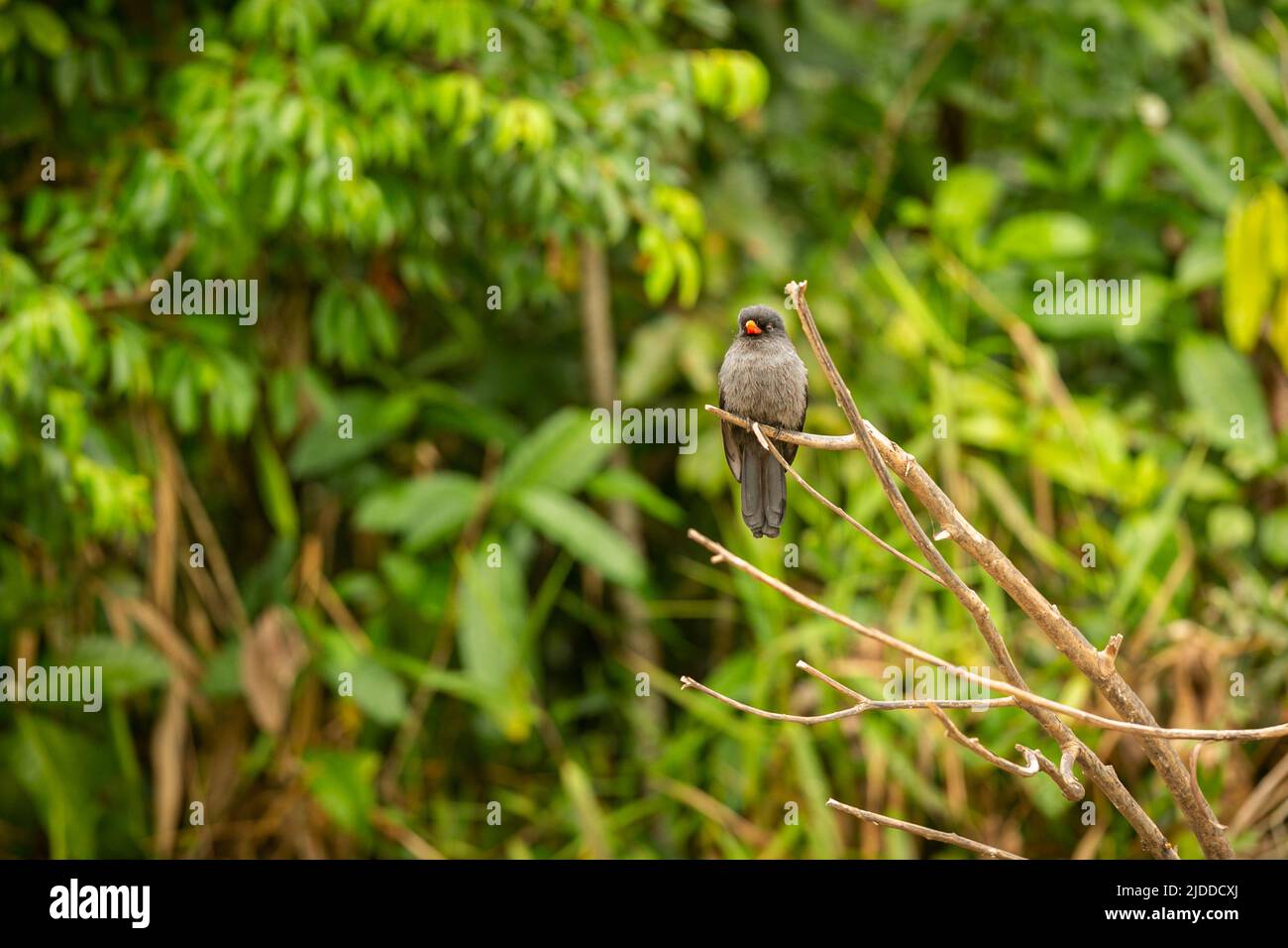Majestic and colourfull bird in the nature habitat. Birds of northern ...