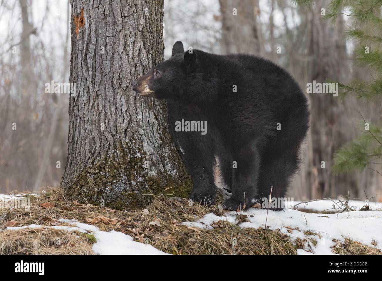 Black Bear (Ursus americanus) Stands Next to Tree Trunk Looking Up to ...