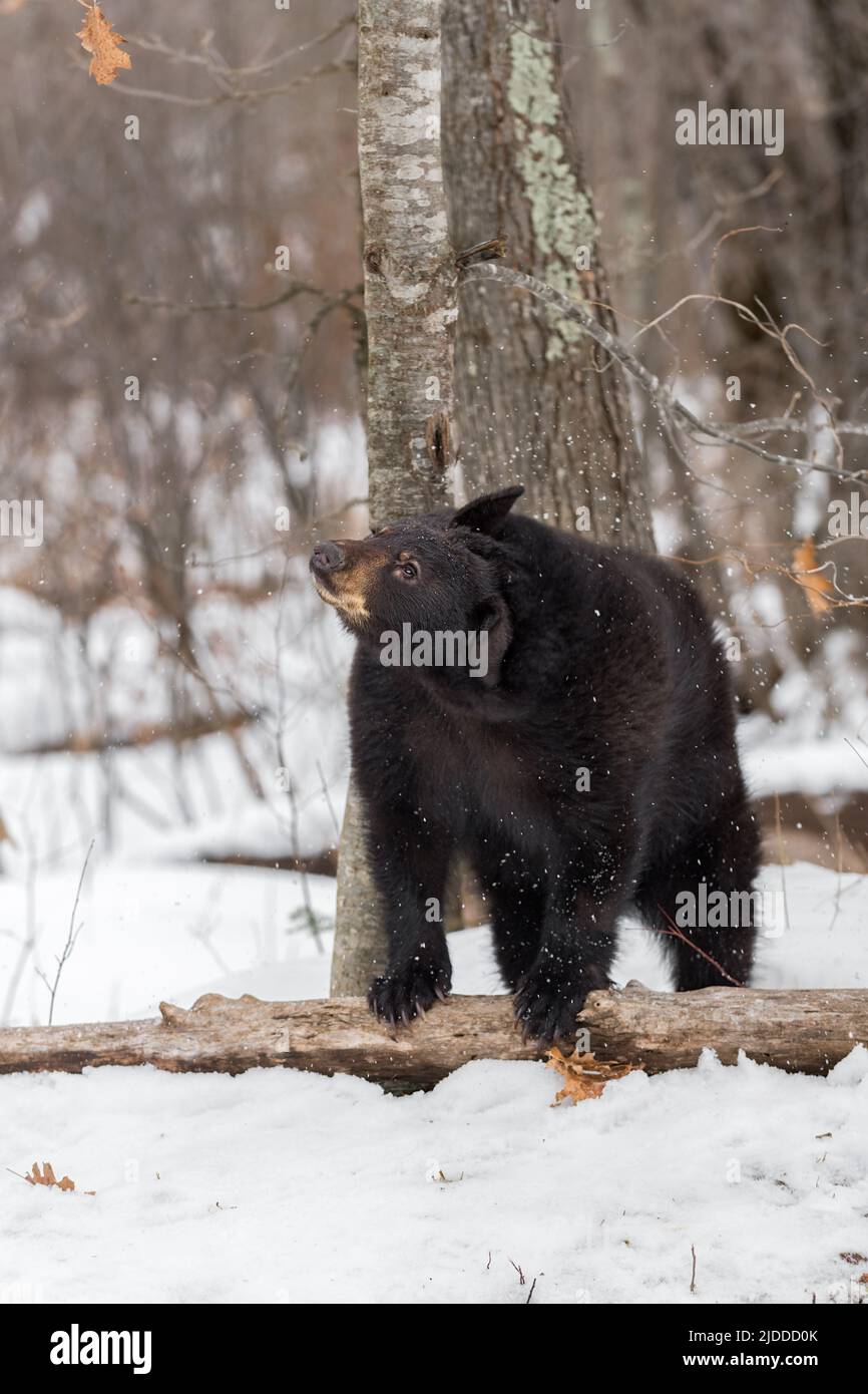 Black Bear (Ursus americanus) Stands on Log Shaking Off Snow Winter ...