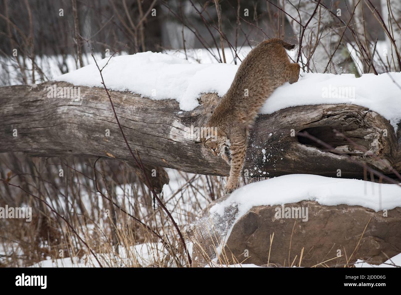 Bobcat (Lynx rufus) Leaps Off Side of Log Dislodging Snow Winter ...