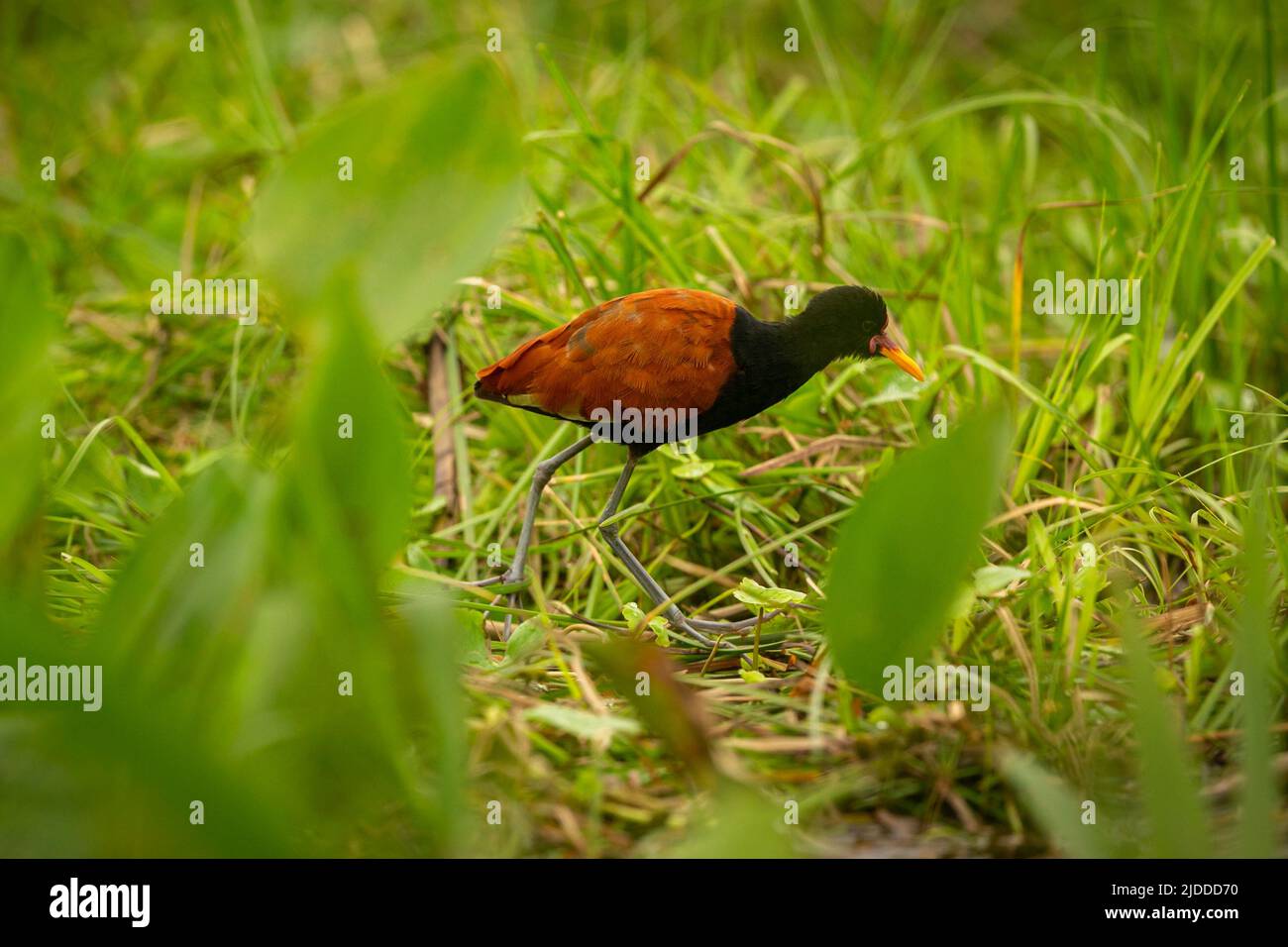 Majestic and colourfull bird in the nature habitat. Birds of northern ...